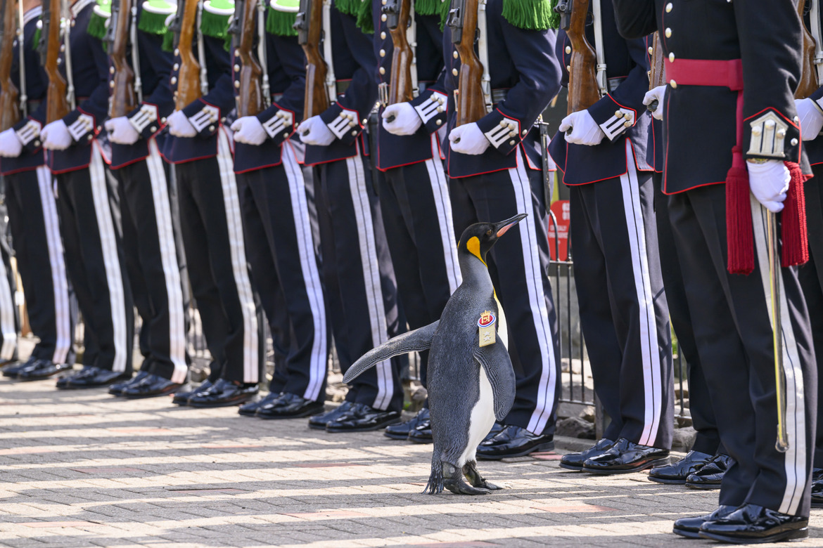 A Guard of Honour for Sir Nils Olav – the most famous king penguin in ...